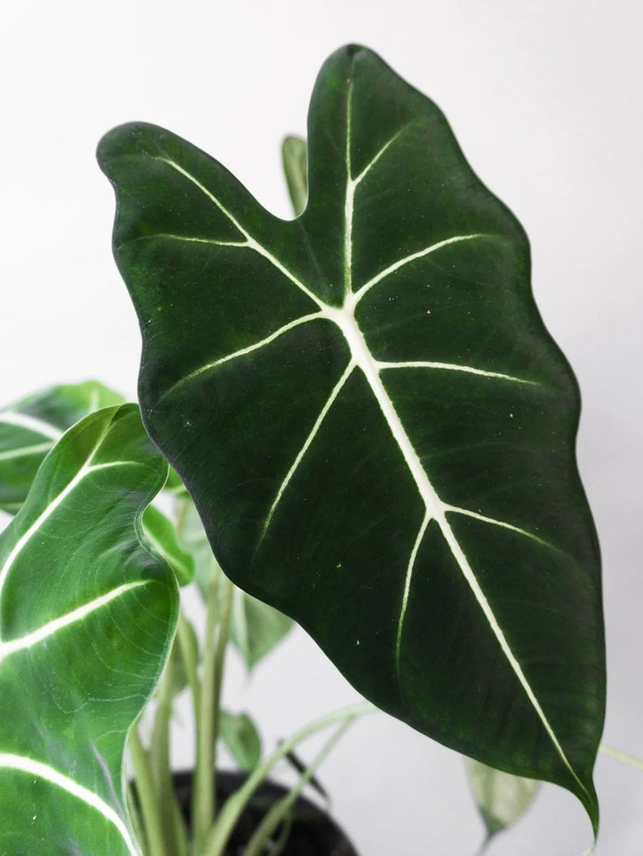 Alocasia Green Velvet Leaf Envy