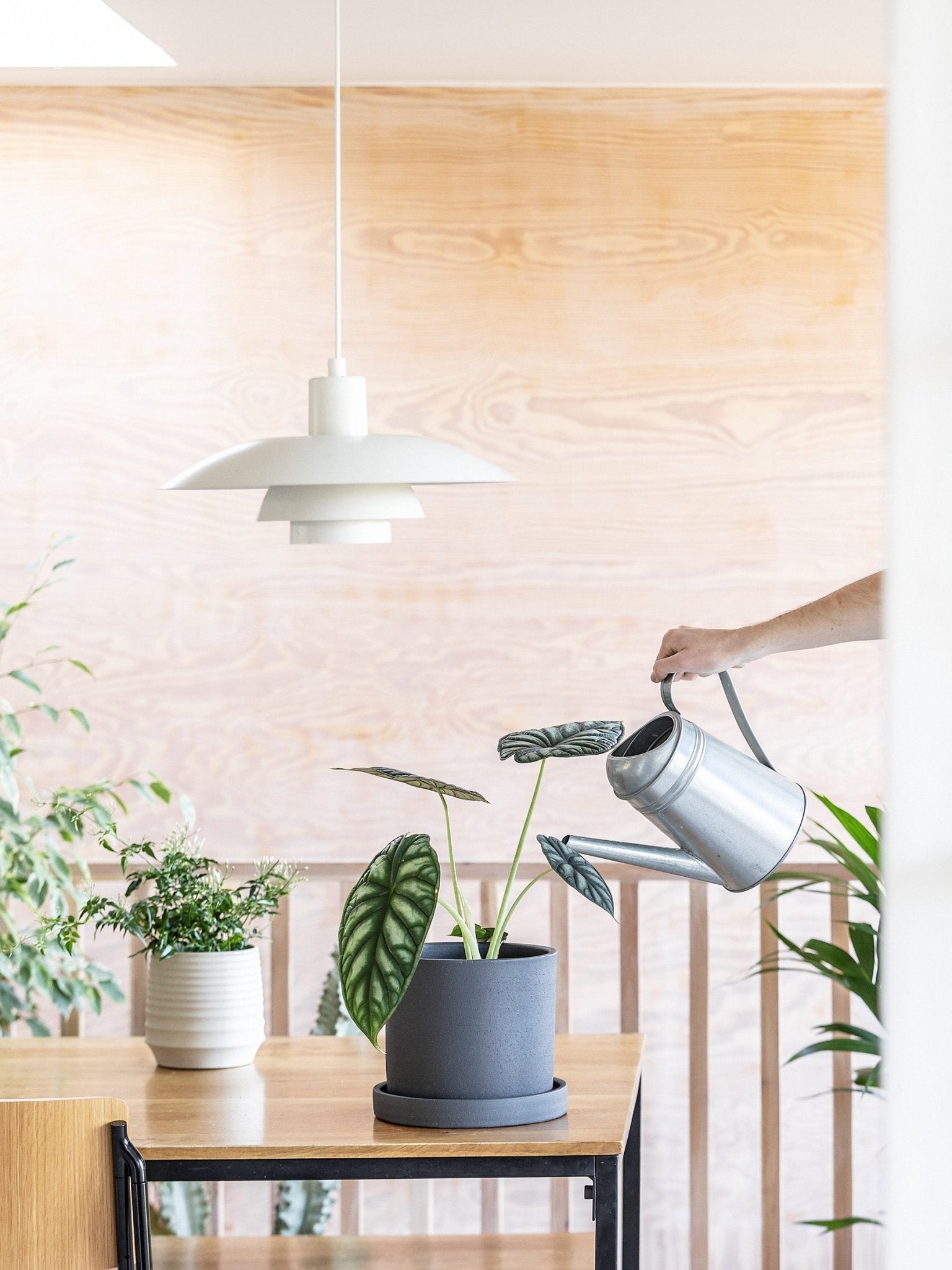 5 signs you have overwatered your plants