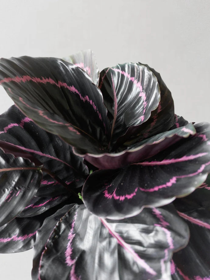 Calathea Dottie – Leaf Envy
