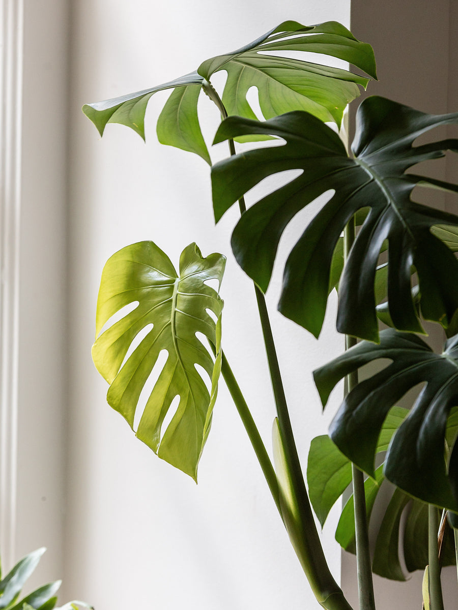 Mastering Monstera Care: A Comprehensive Guide for Lush Foliage – Leaf Envy