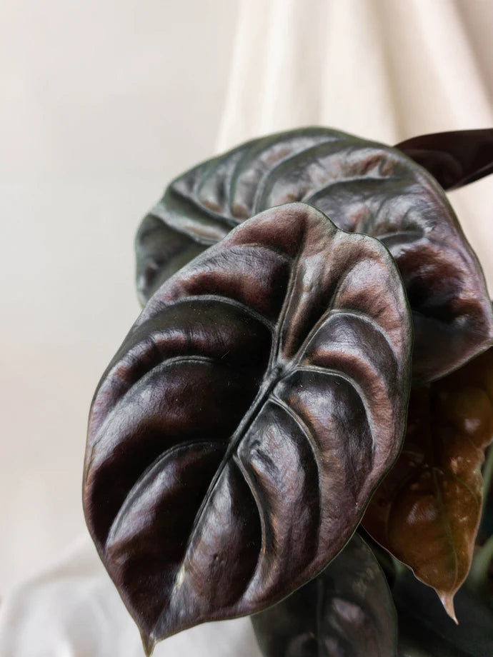 Alocasia Red Secret – Leaf Envy