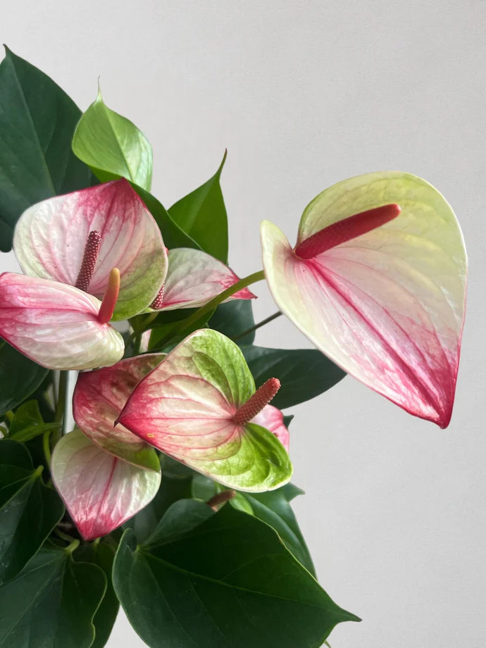 Anthurium Mystique Pink – Leaf Envy