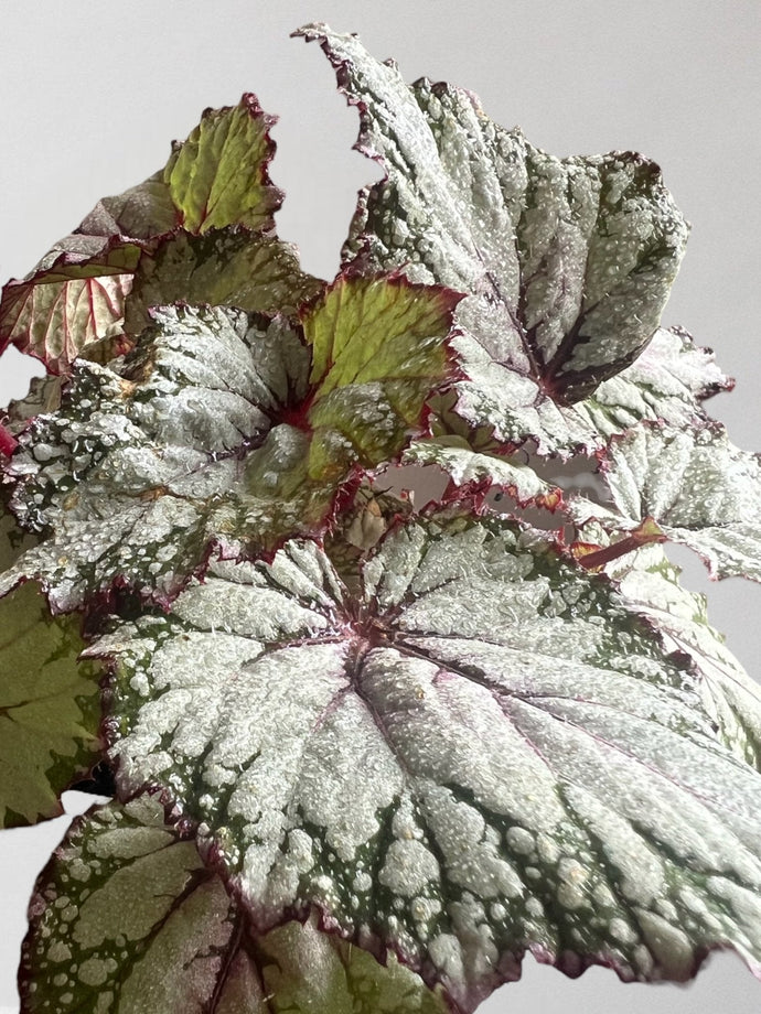 Begonia Beleaf Asian Tundra