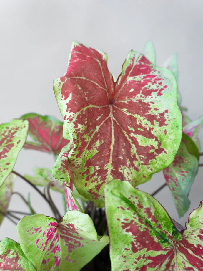 Caladium Raspberry Moon – Leaf Envy