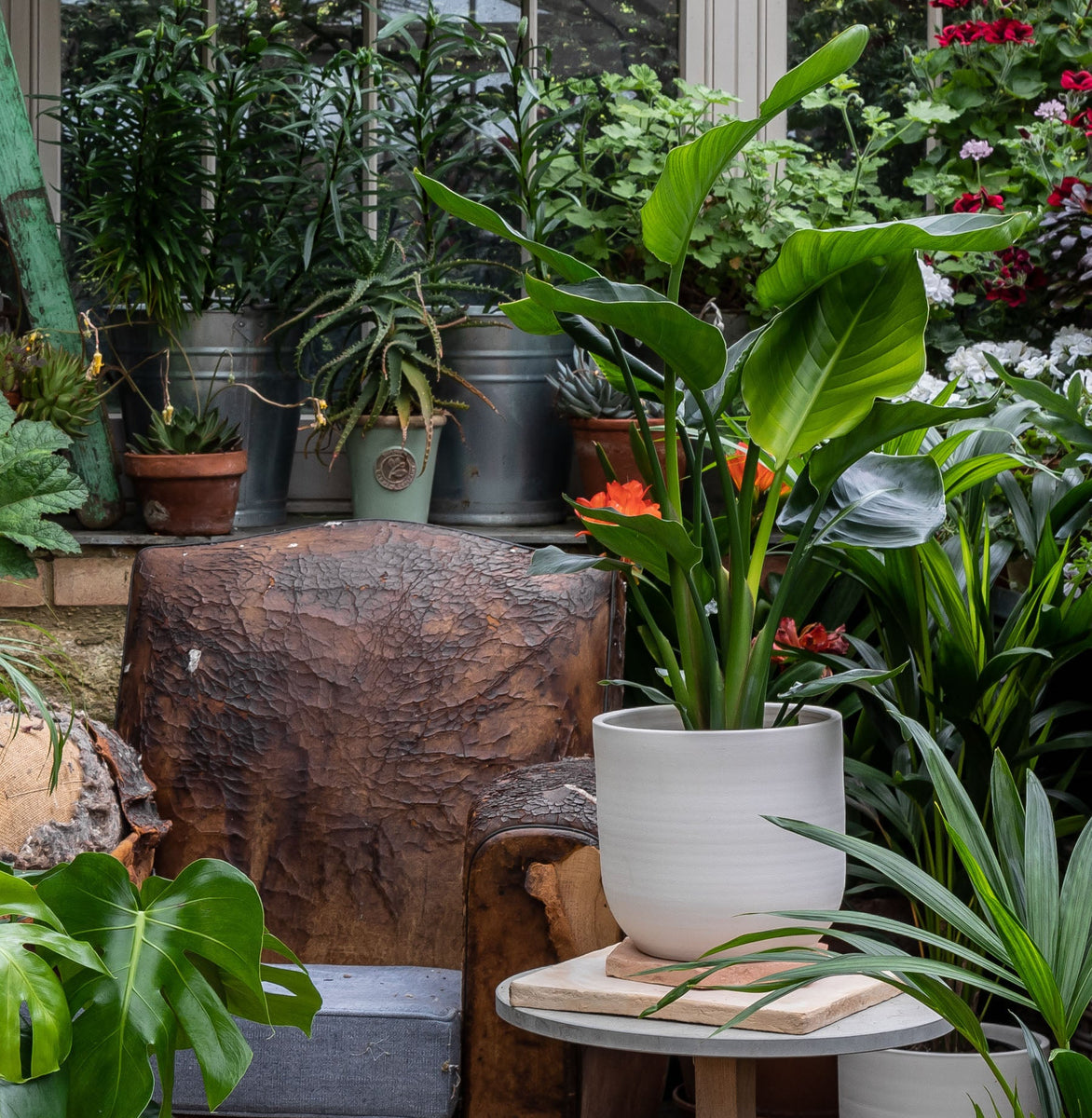 Our Favourite Plants for Dad | Leaf Envy | Online Plants Delivery