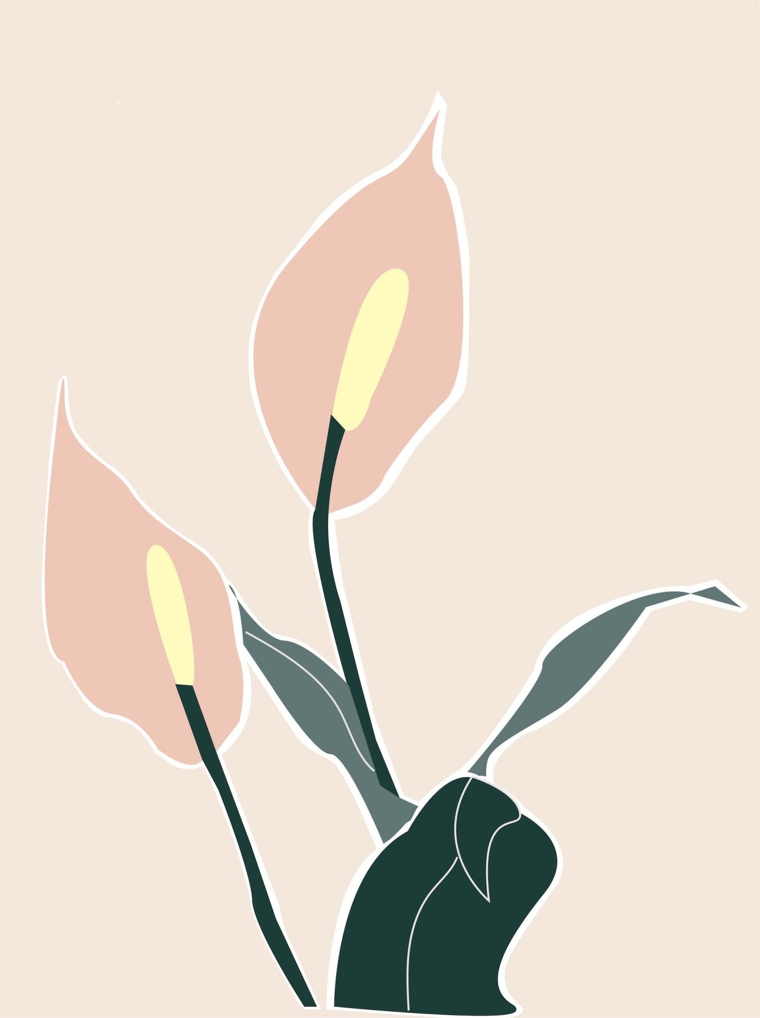Peace Lily Leaf Drawing