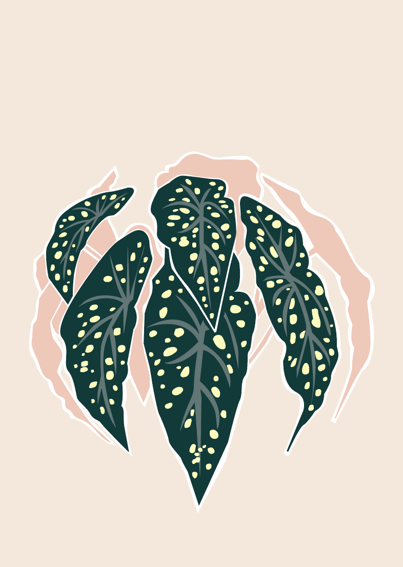 Plant care tips by Leaf Envy | Polka Dot Begonia