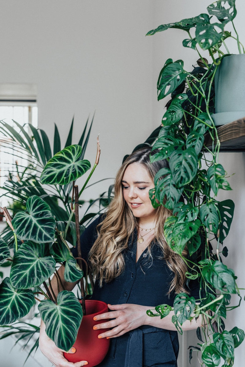 The best gifts for plant lovers – Leaf Envy
