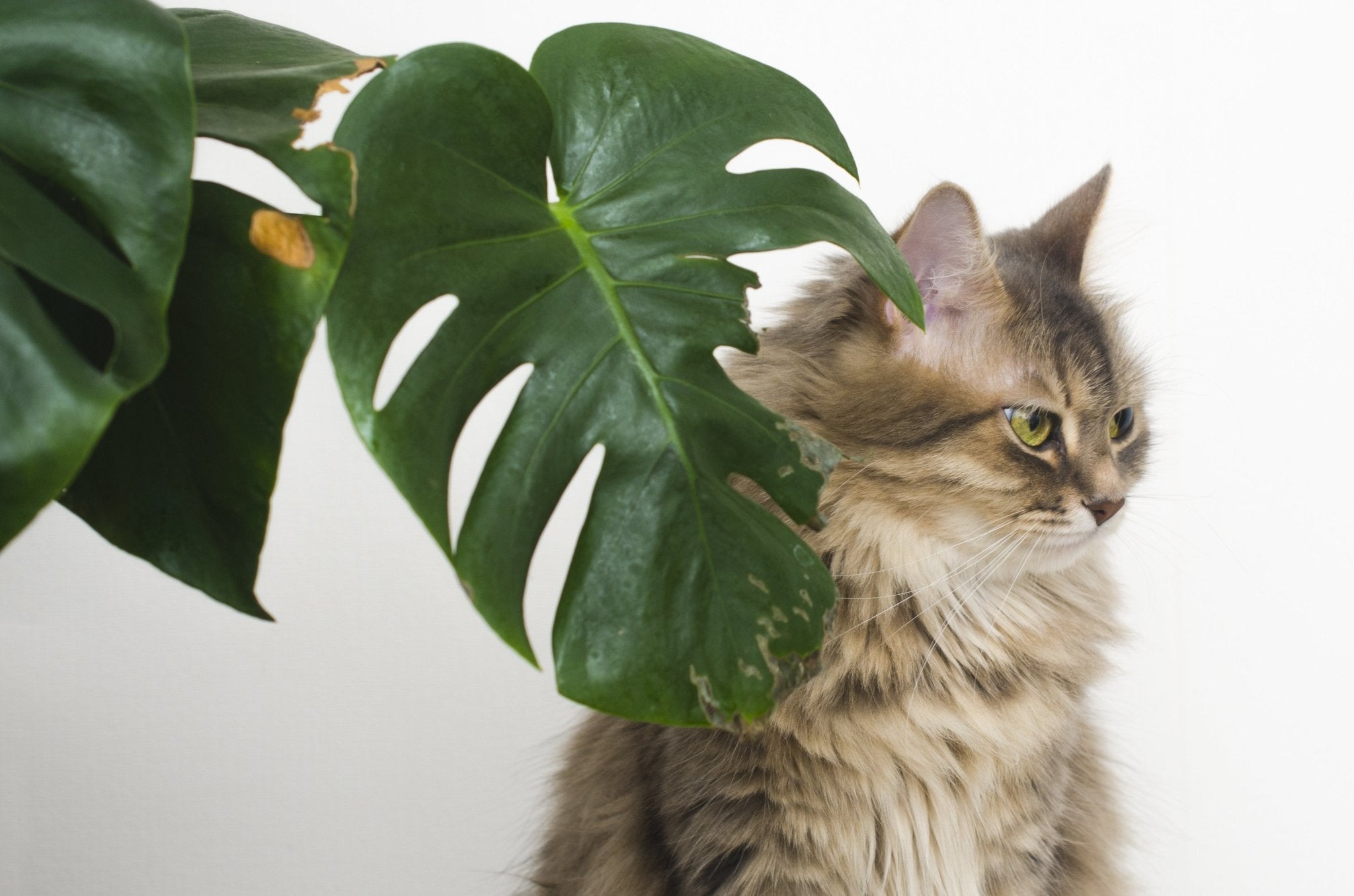 Top 5 houseplants that are safe for cats
