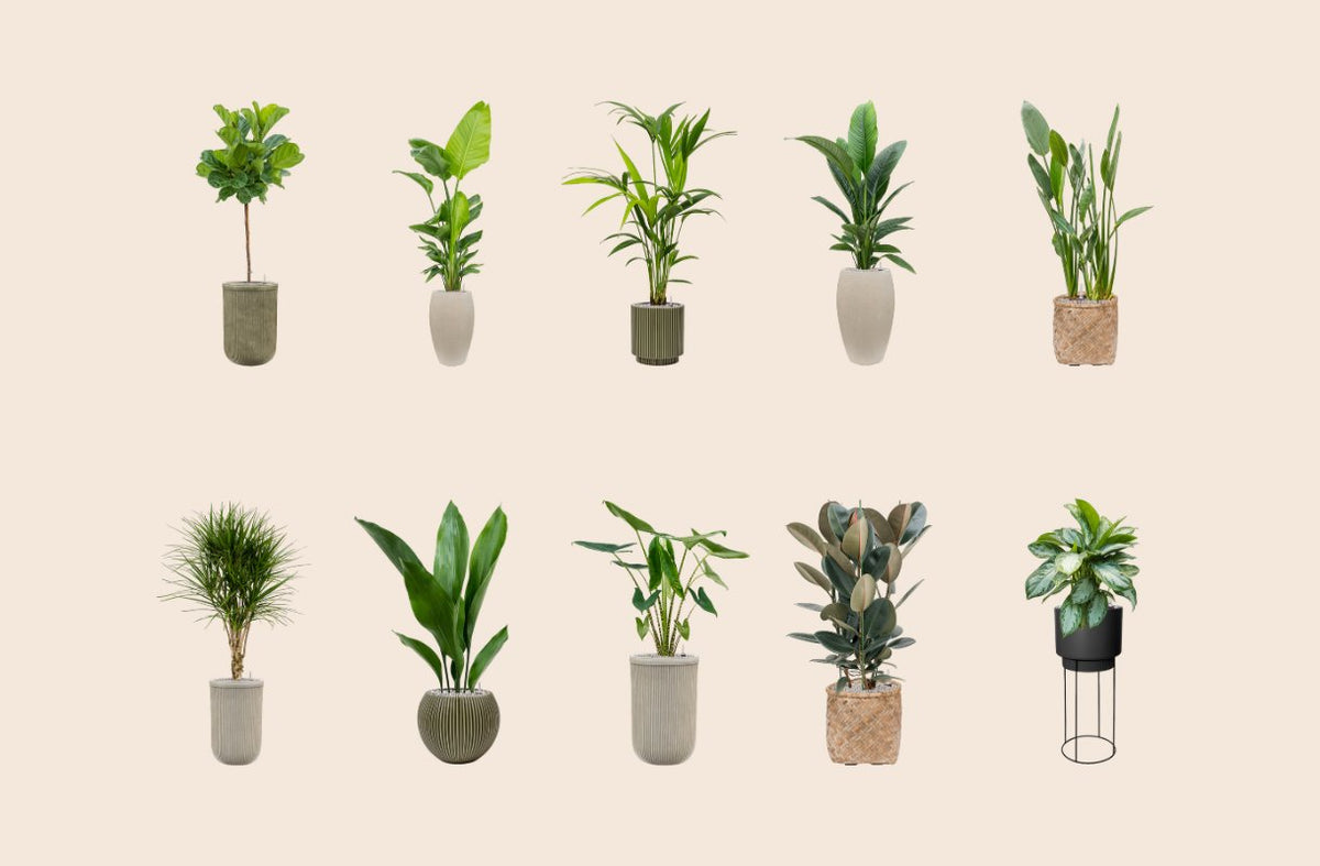 Commercial Plant & Pot Collections | Plants Displays for Businesses ...