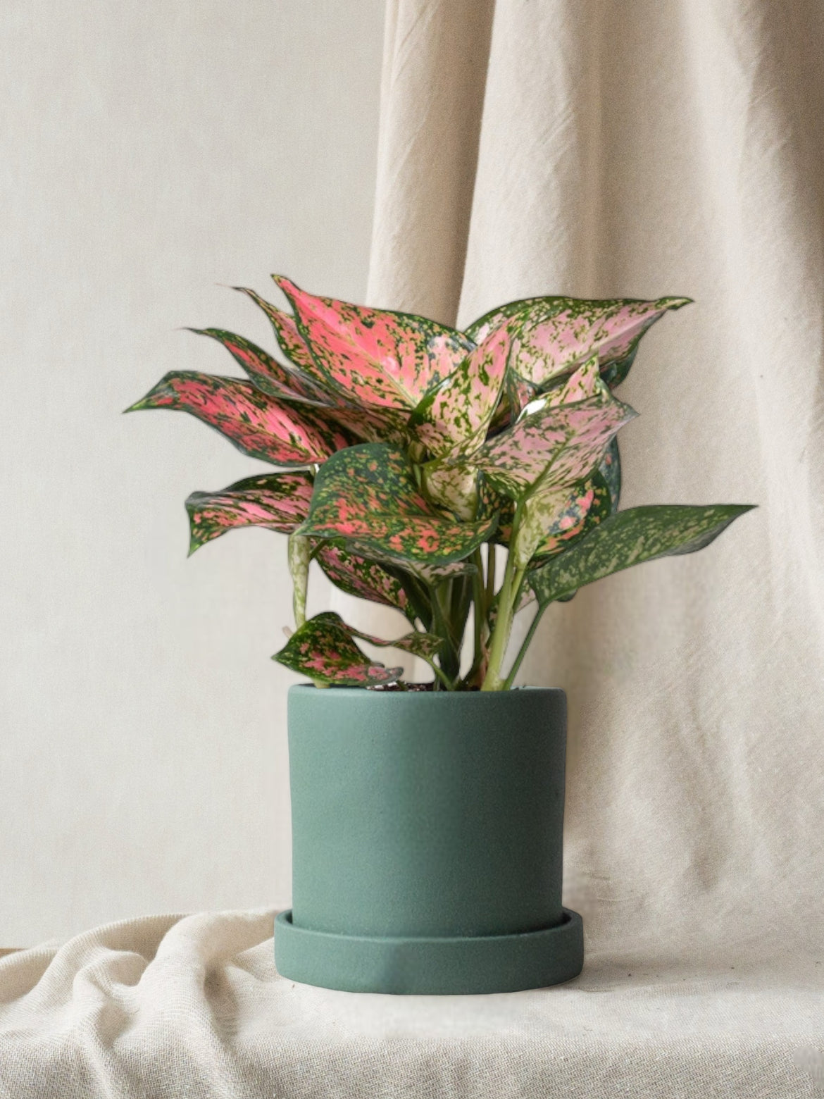 Aglaonema Spotted Star – Leaf Envy