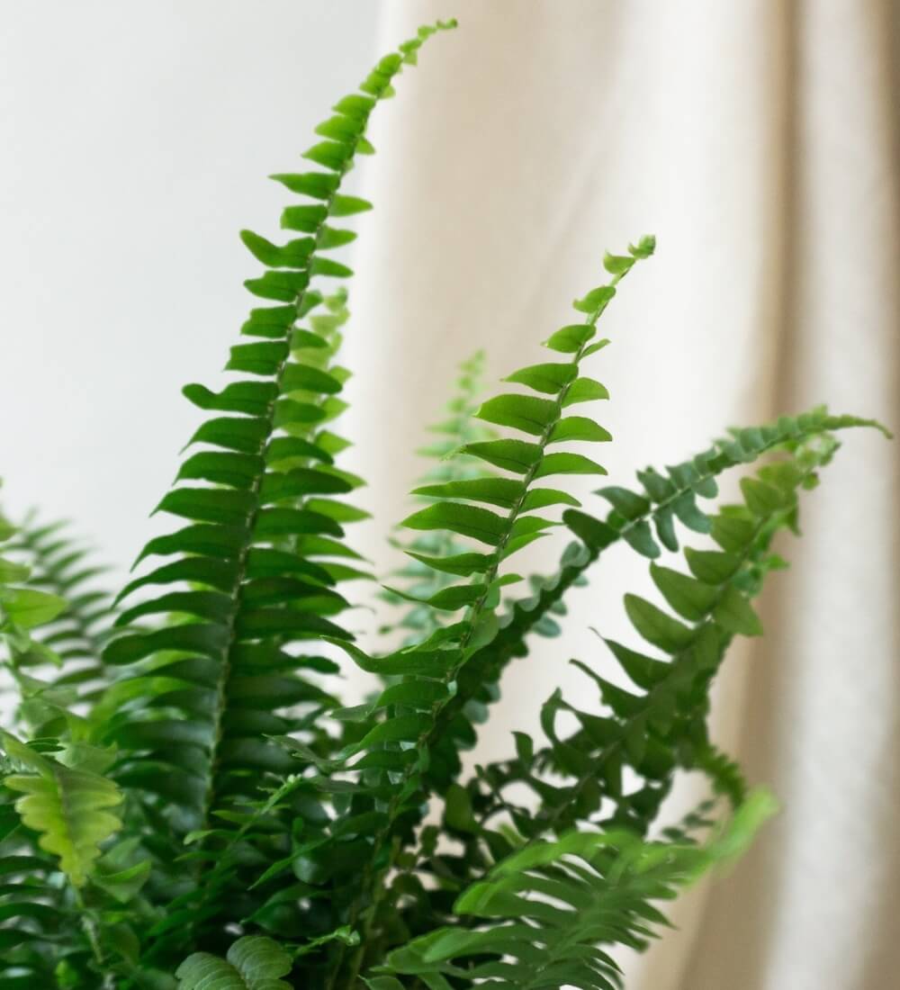 Artificial Boston Fern Plant Artificial Fern Outdoor Faux Fern Plants