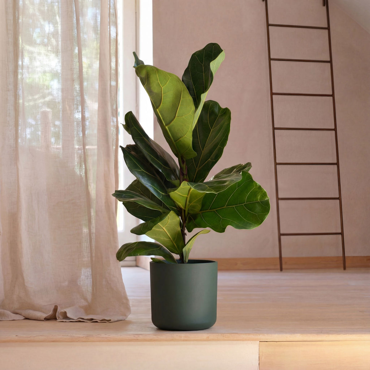 Fiddle Leaf Fig Houseplant | Buy Plants Online | Next Day Delivery ...