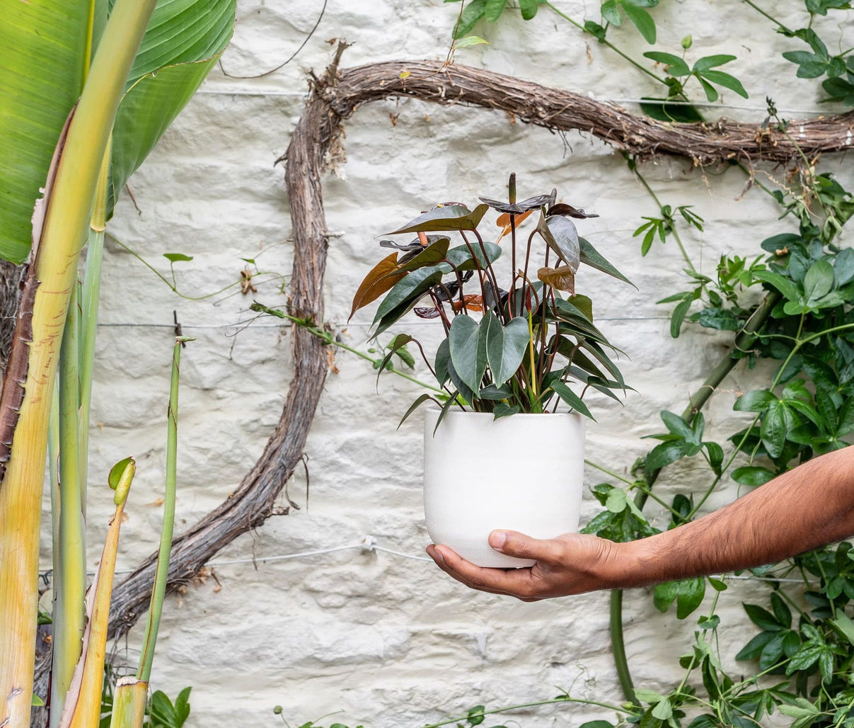 Our Roots – Leaf Envy