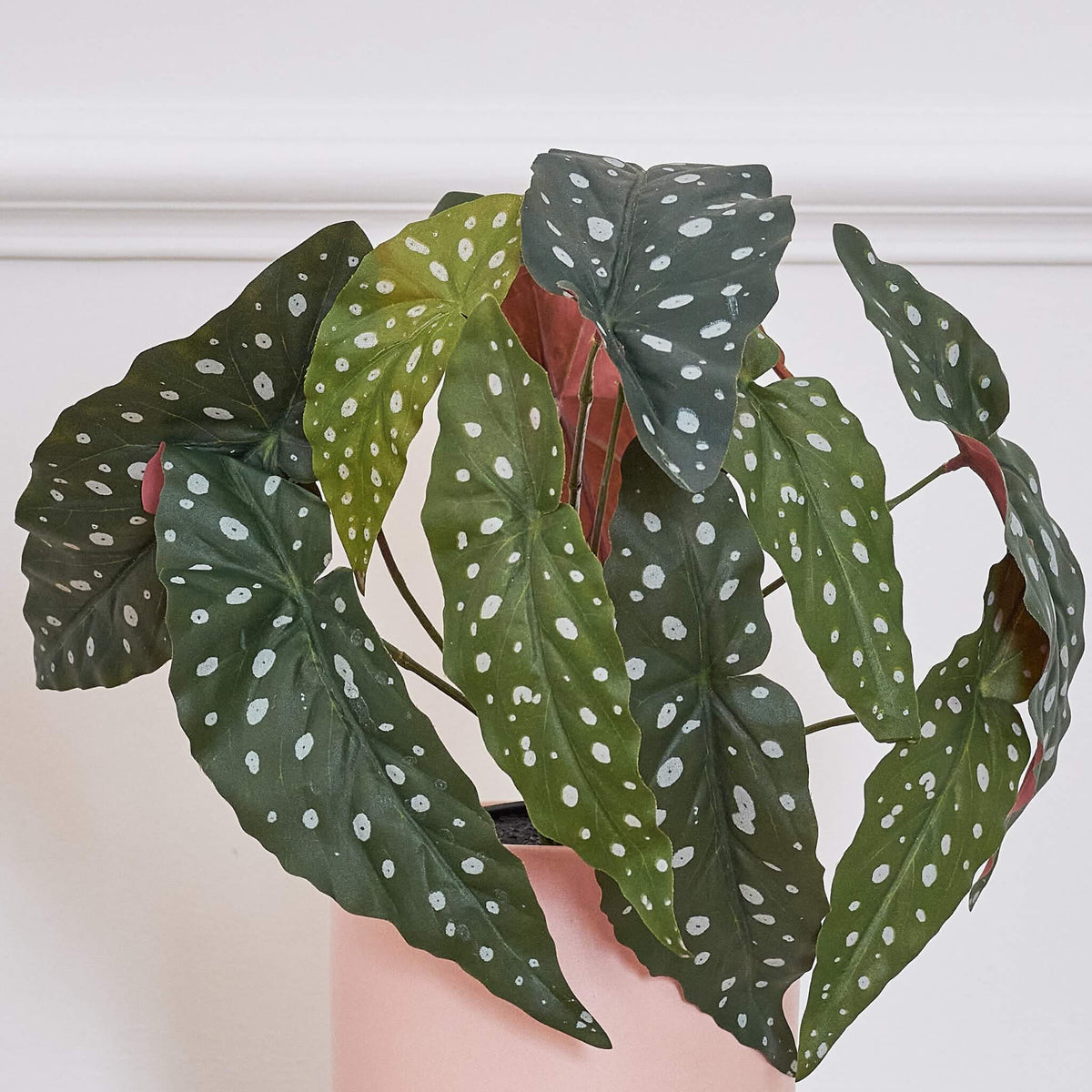 Artificial Polka Dot Begonia – Leaf Envy