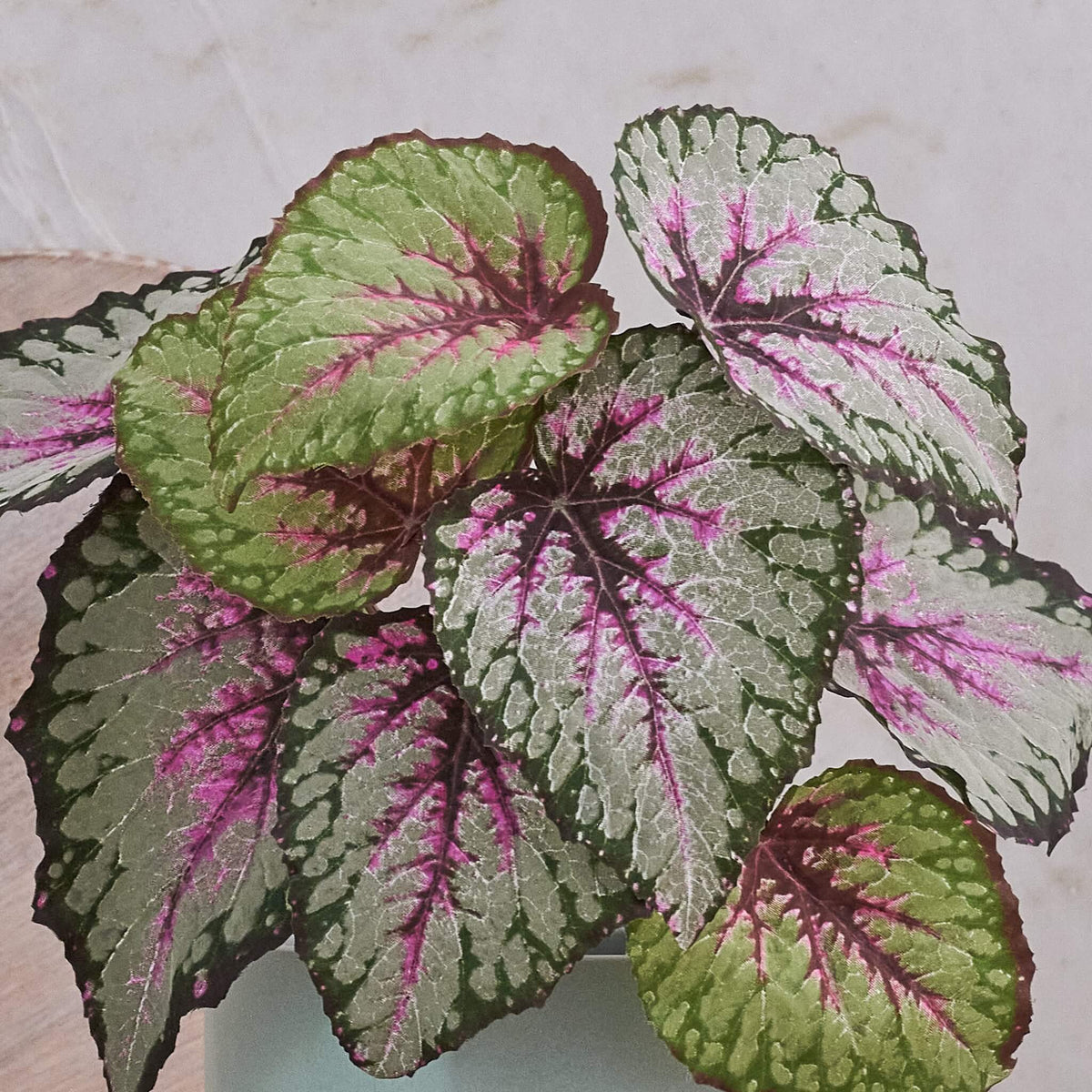 Artificial Begonia – Leaf Envy