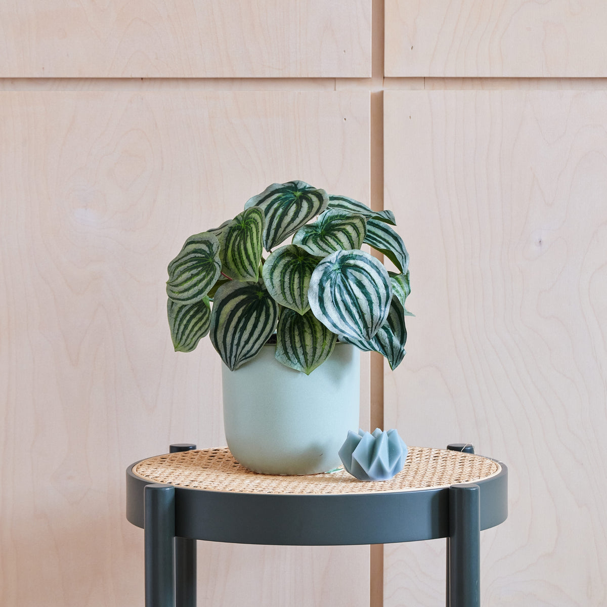 Artificial Watermelon Peperomia – Leaf Envy