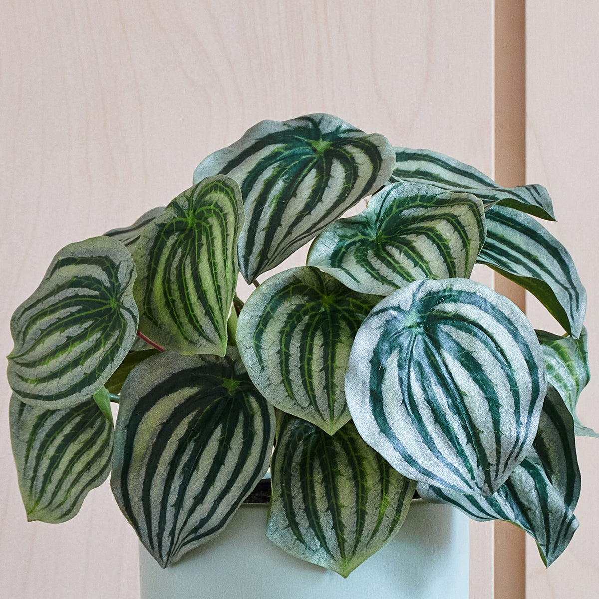 Artificial Watermelon Peperomia – Leaf Envy