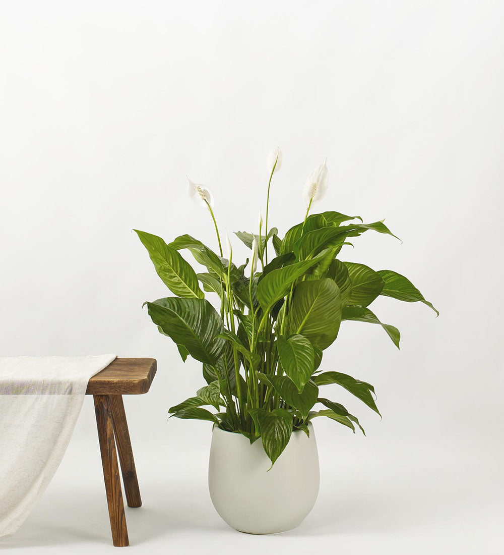 Peace Lily | Low-Light | Easy-Care Houseplant | Buy Plants Online ...