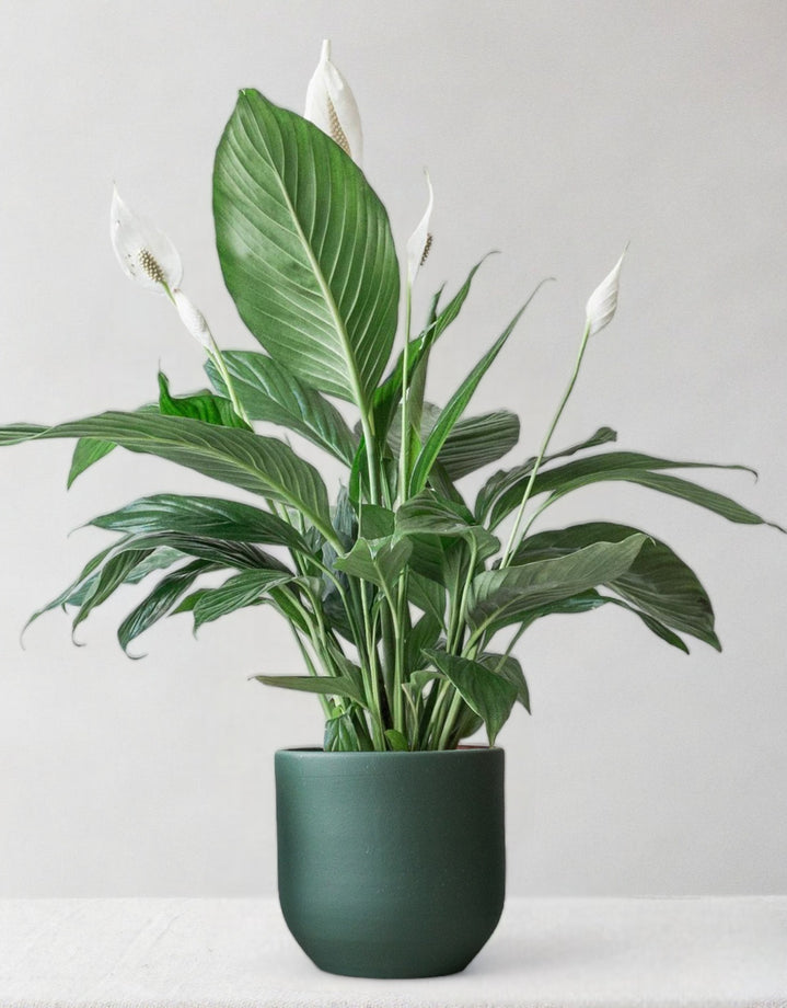 Peace Lily | Plant Care Guide | Leaf Envy