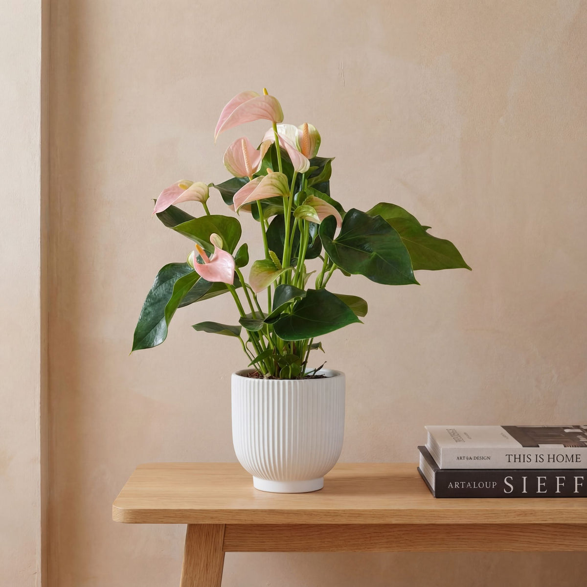 Peach Anthurium In Ceramic Pot