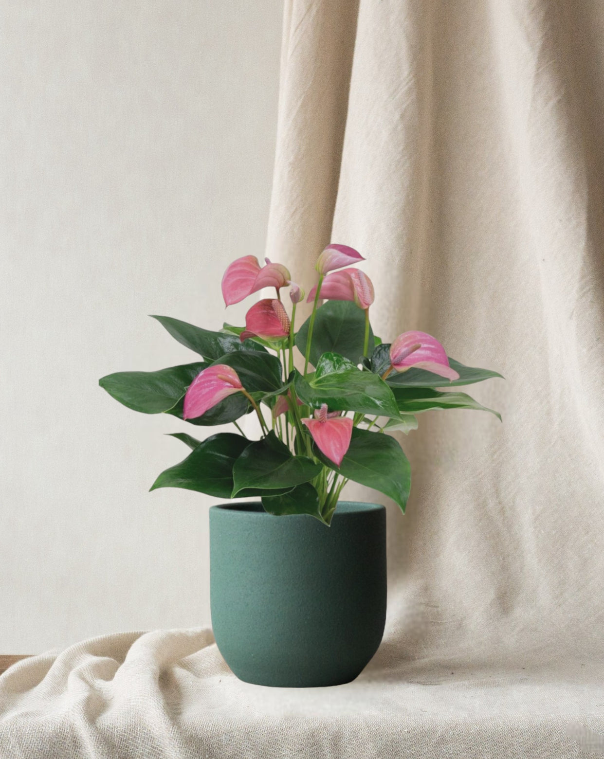 Pink Flamingo Flower – Leaf Envy
