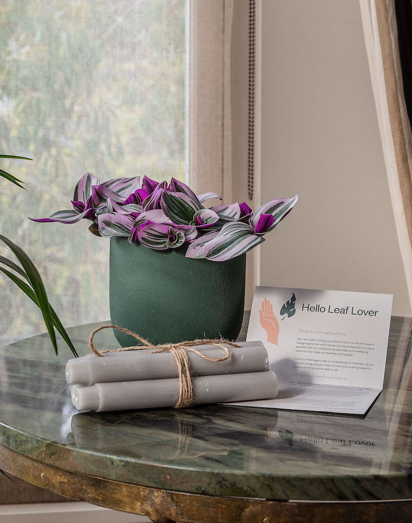 Pink Tradescantia Nanouk Houseplant | Buy Plants Online | Easy Care ...