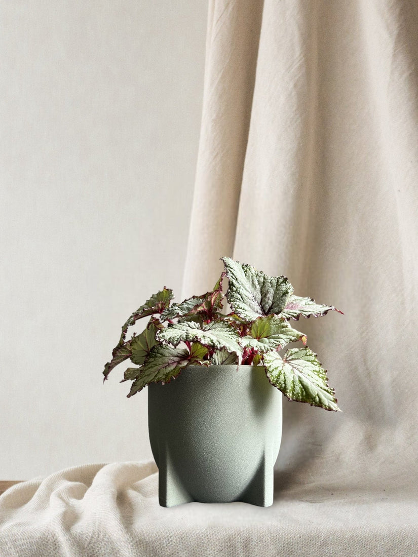 Begonia Beleaf Asian Tundra – Leaf Envy