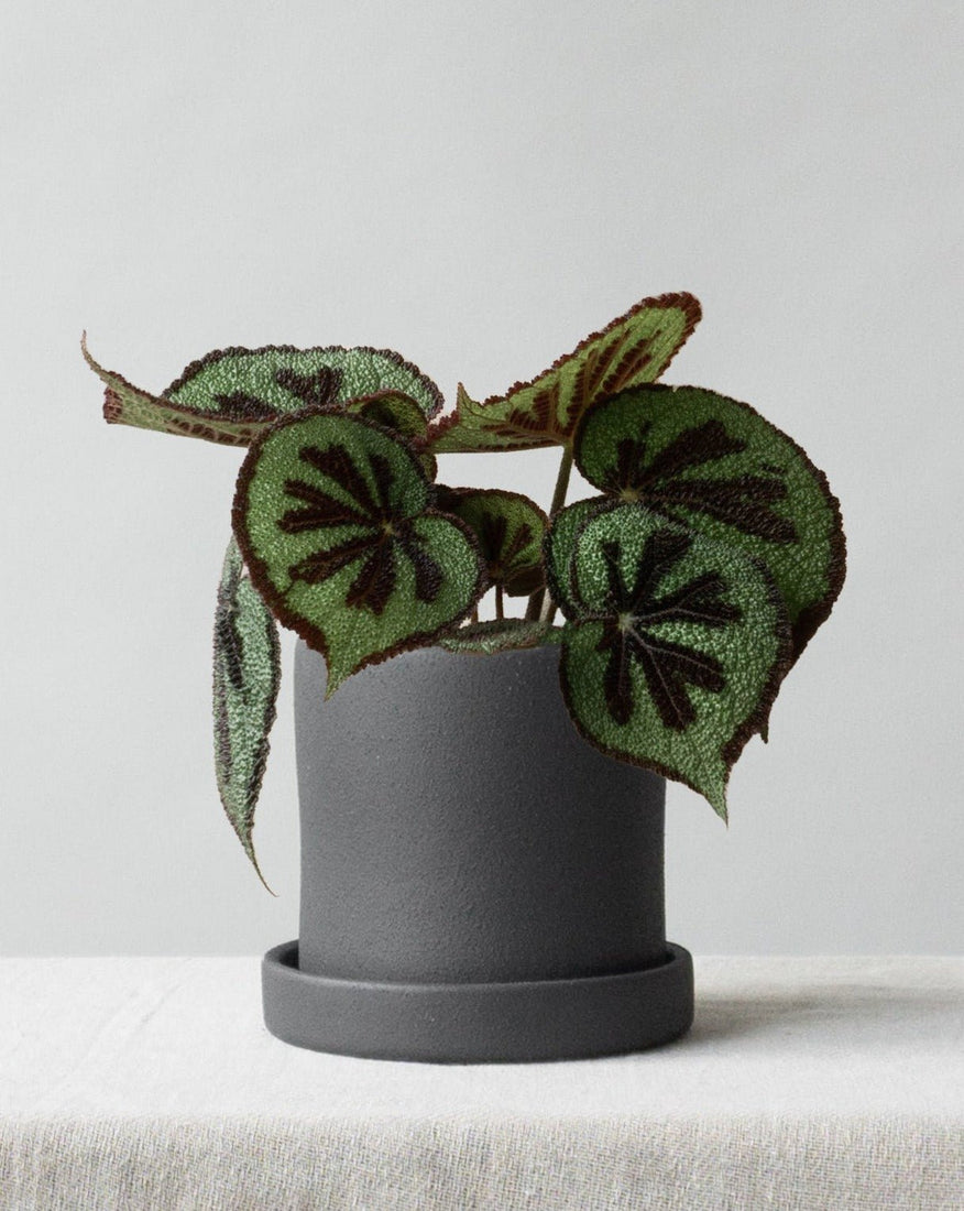 Begonia Masoniana Rock – Leaf Envy