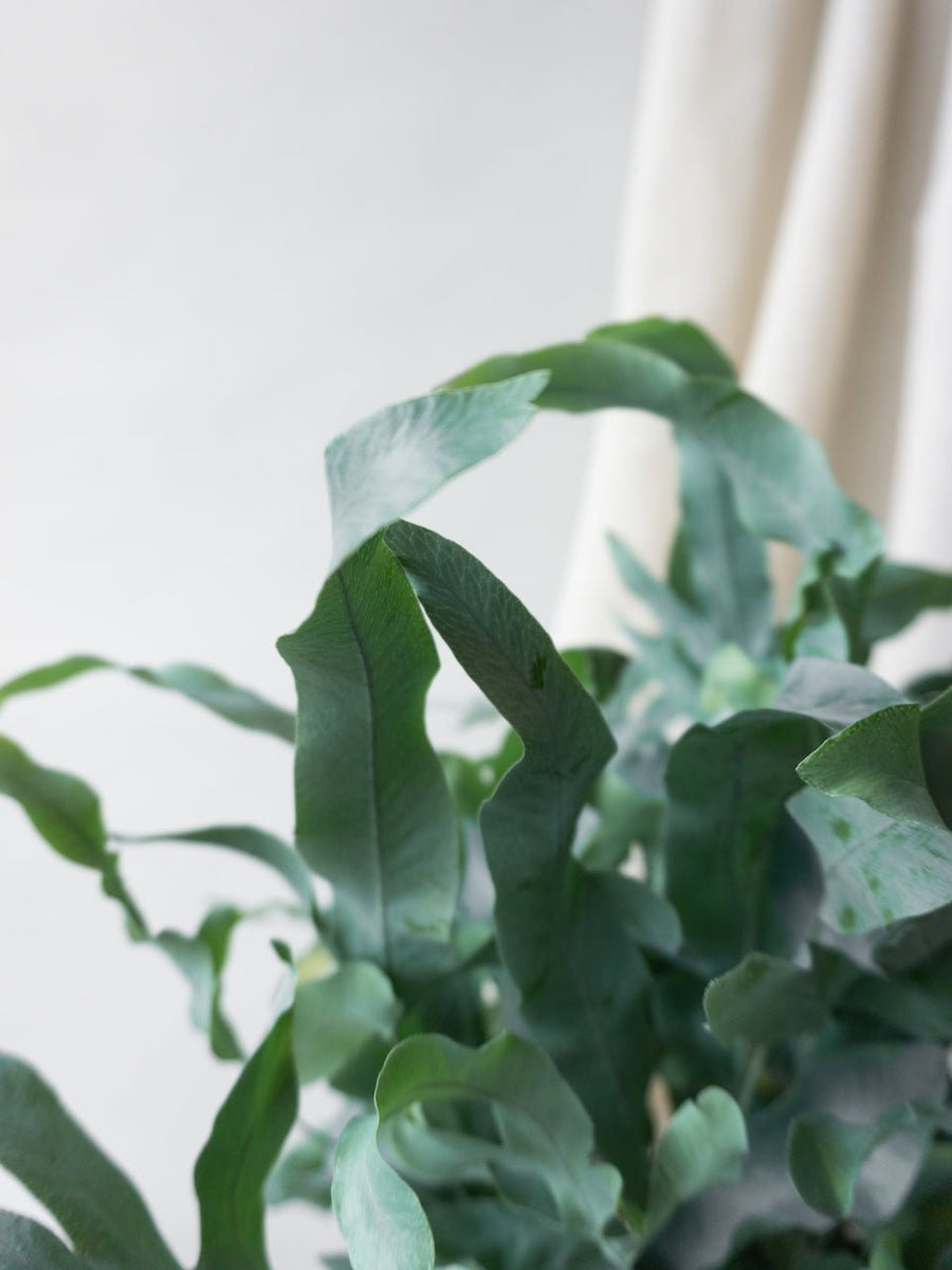 Blue Star Fern Houseplant | Online Delivery | Leaf Envy