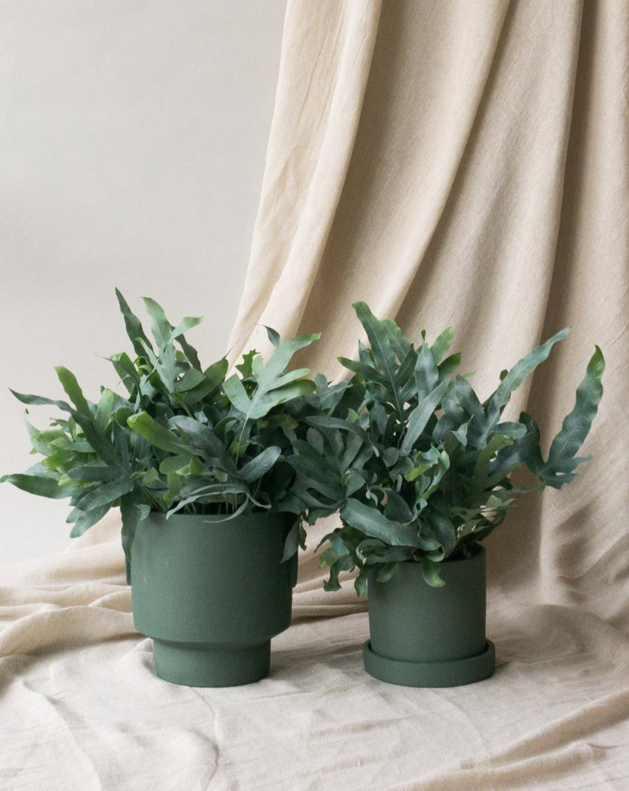 Blue Star Fern Plant Care Instructions | Leaf Envy