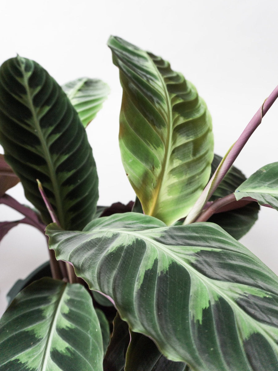 Calathea Jungle Velvet | Tropical Indoor Plants & Houseplants for ...