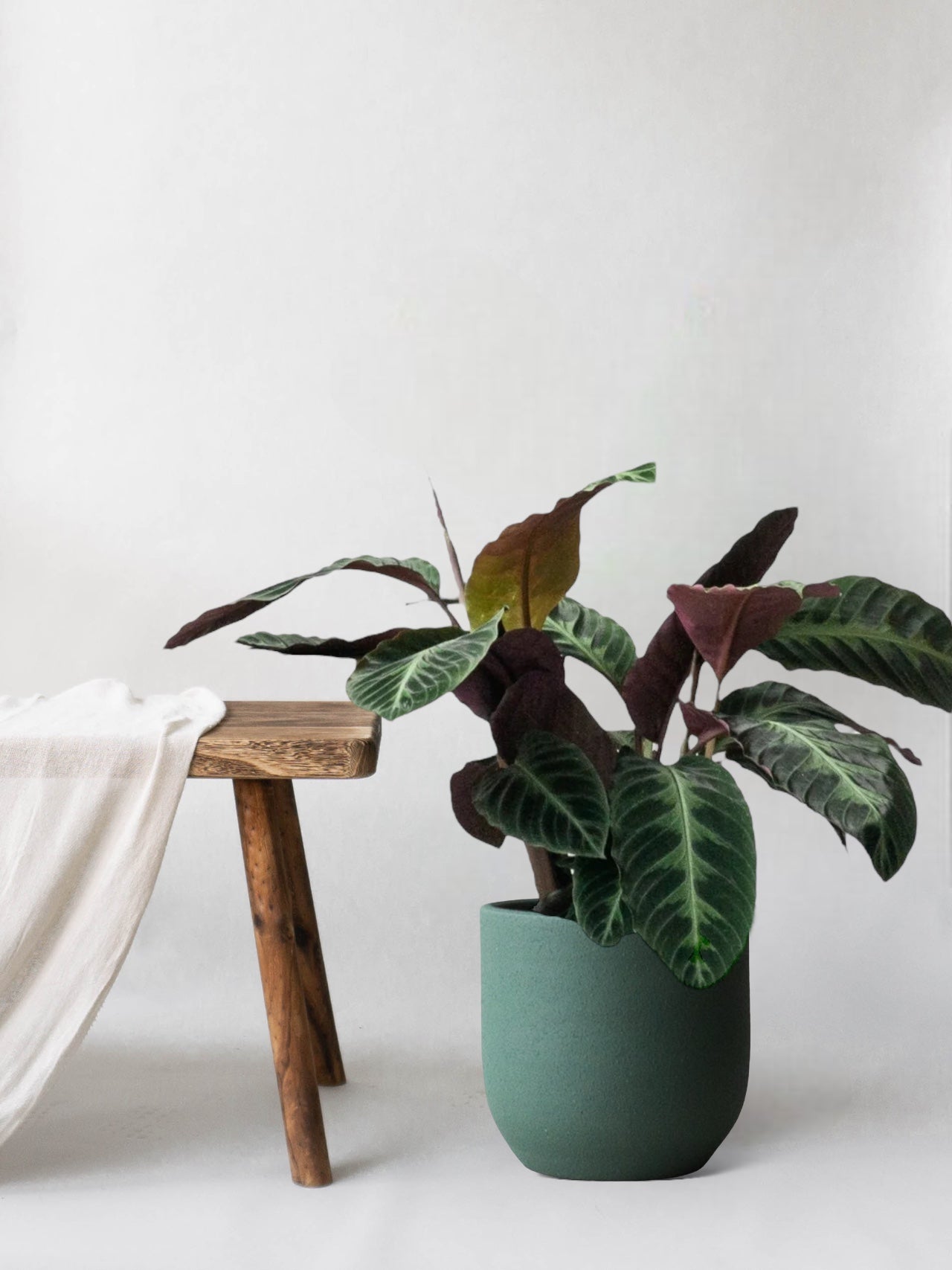 Calathea Jungle Velvet | Tropical Indoor Plants & Houseplants for ...