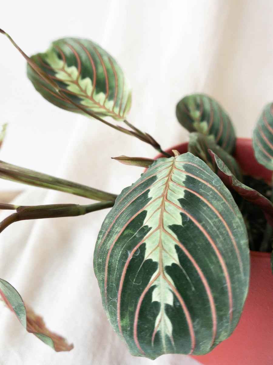 Calathea Maranta | Indoor plants & houseplants for delivery by Leaf Envy