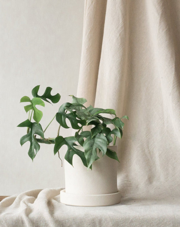 Mini Monstera Plant Care Instructions | Leaf Envy