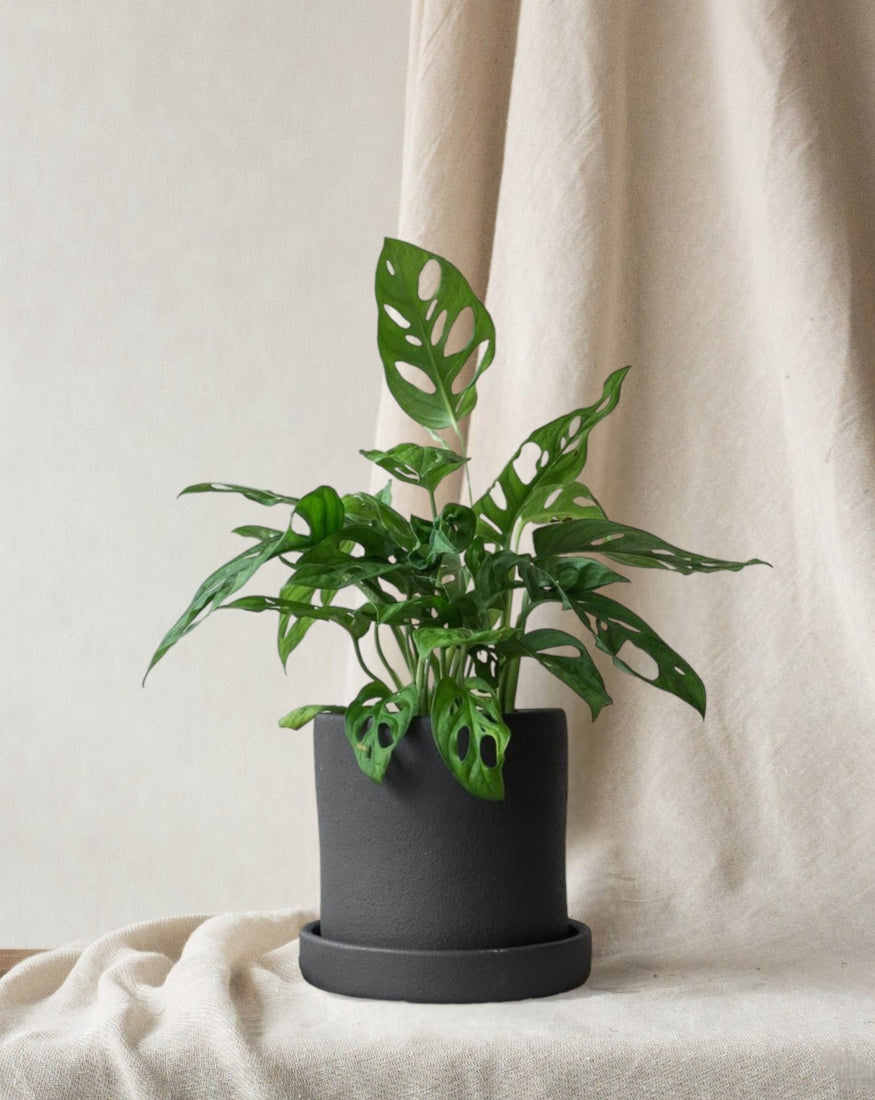 Monkey Mask Monstera | Plant Care Guide | Leaf Envy