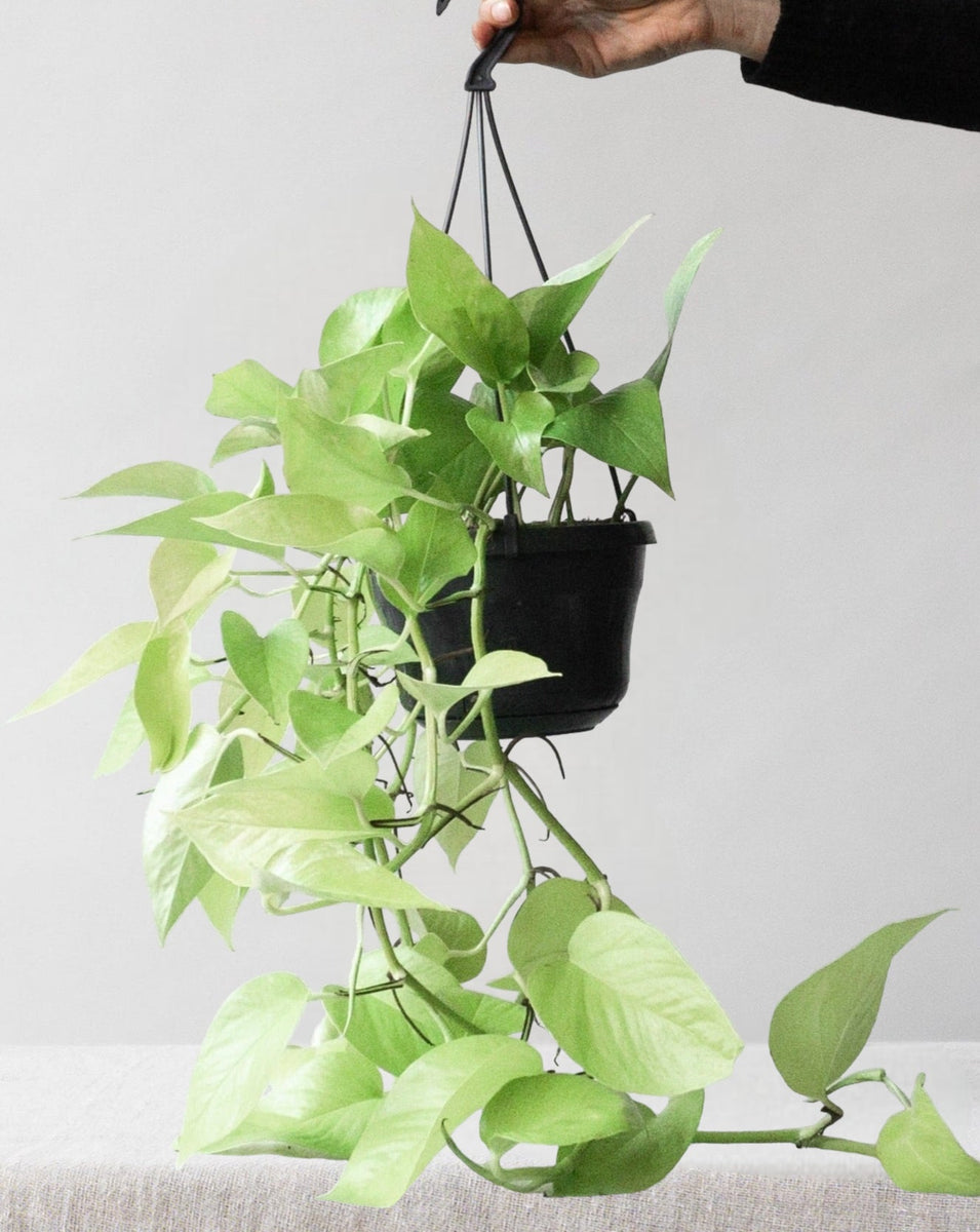 Neon Pothos | Indoor Plants & Pots | Houseplant Delivery | Leaf Envy