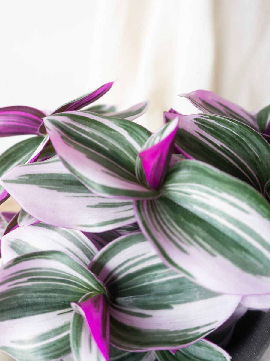 Pink Tradescantia Nanouk Houseplant | Buy Plants Online | Easy Care ...