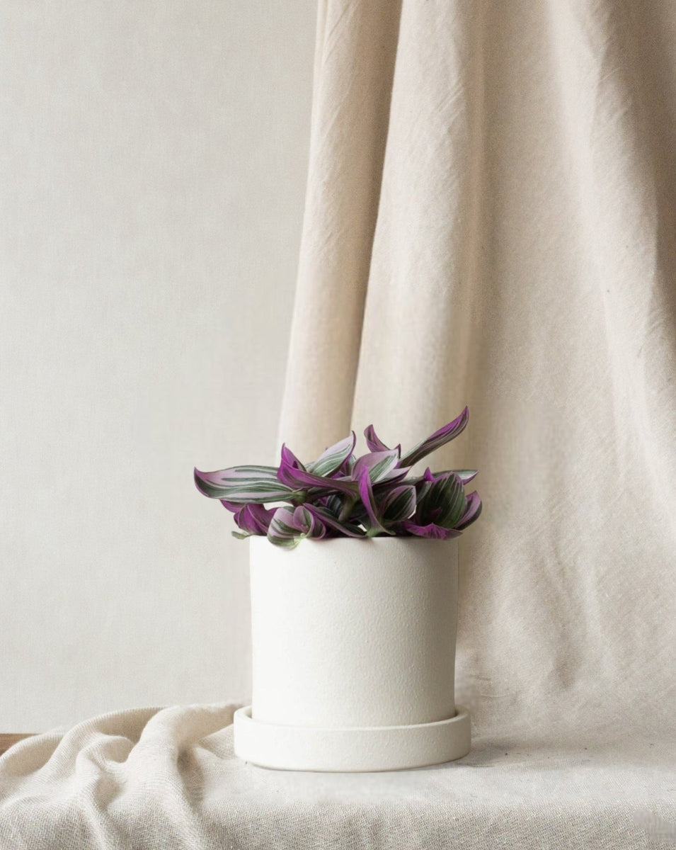 Pink Tradescantia Nanouk Houseplant | Buy Plants Online | Easy Care ...