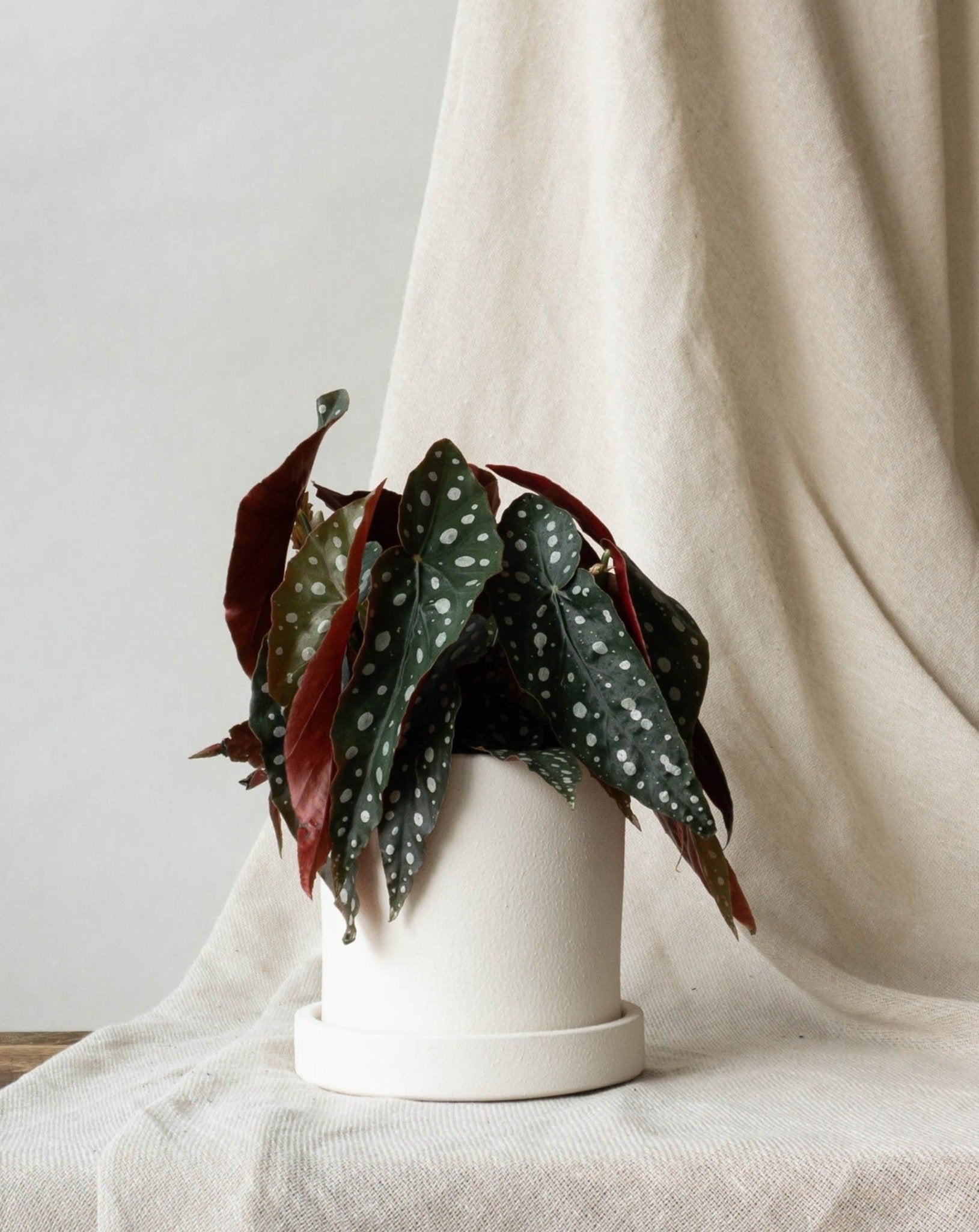 Polka Dot Begonia Houseplant | Buy Plants Online | Next Day Delivery ...