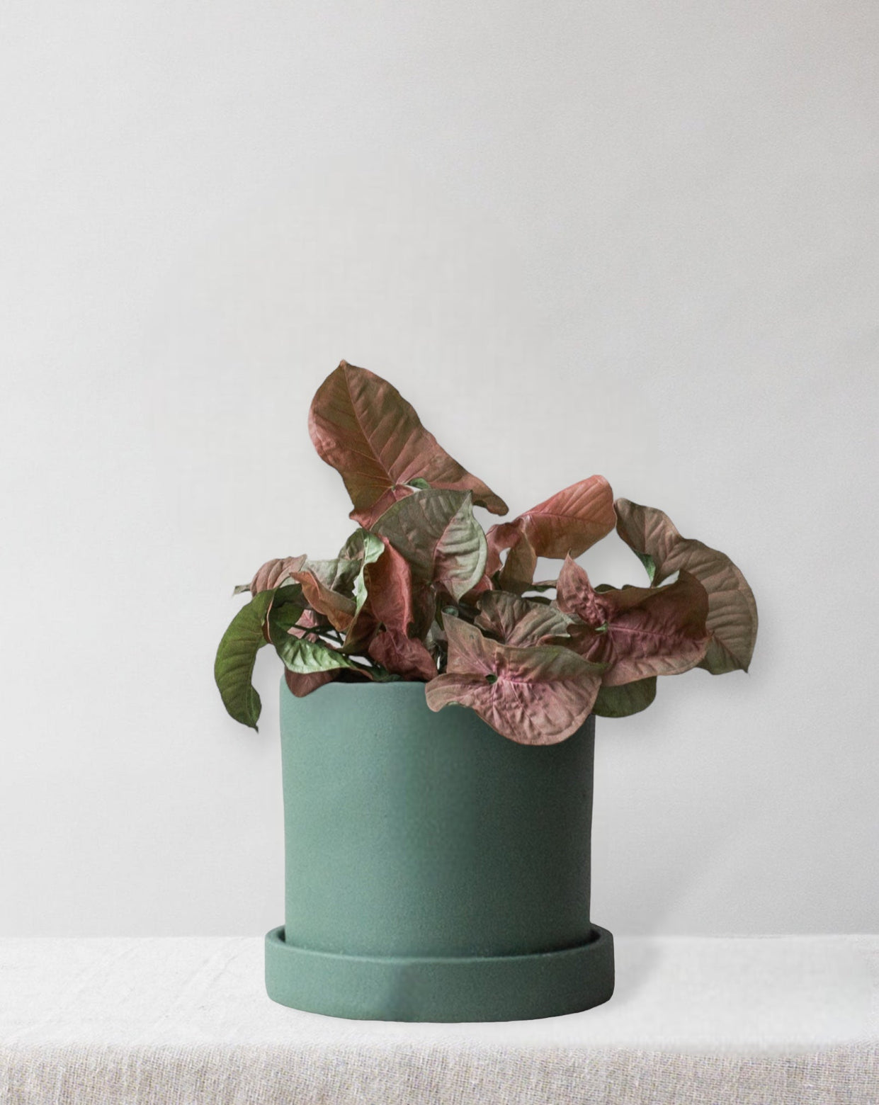 Red Heart Syngonium – Leaf Envy