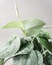 Trebie Satin Pothos | Indoor Plants & Pots | Buy Plants Online | Leaf Envy