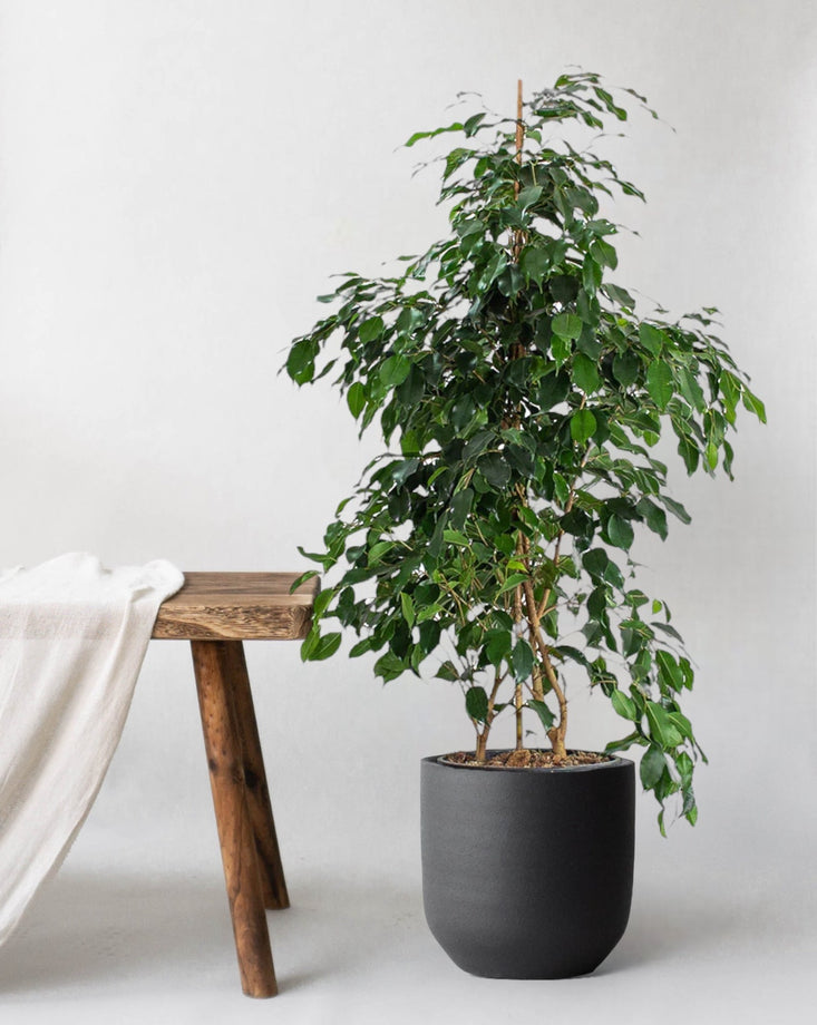 Weeping Fig – Leaf Envy